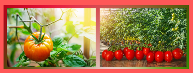 Growing Tomatoes Greenhouse Vs Outdoor Cultivation